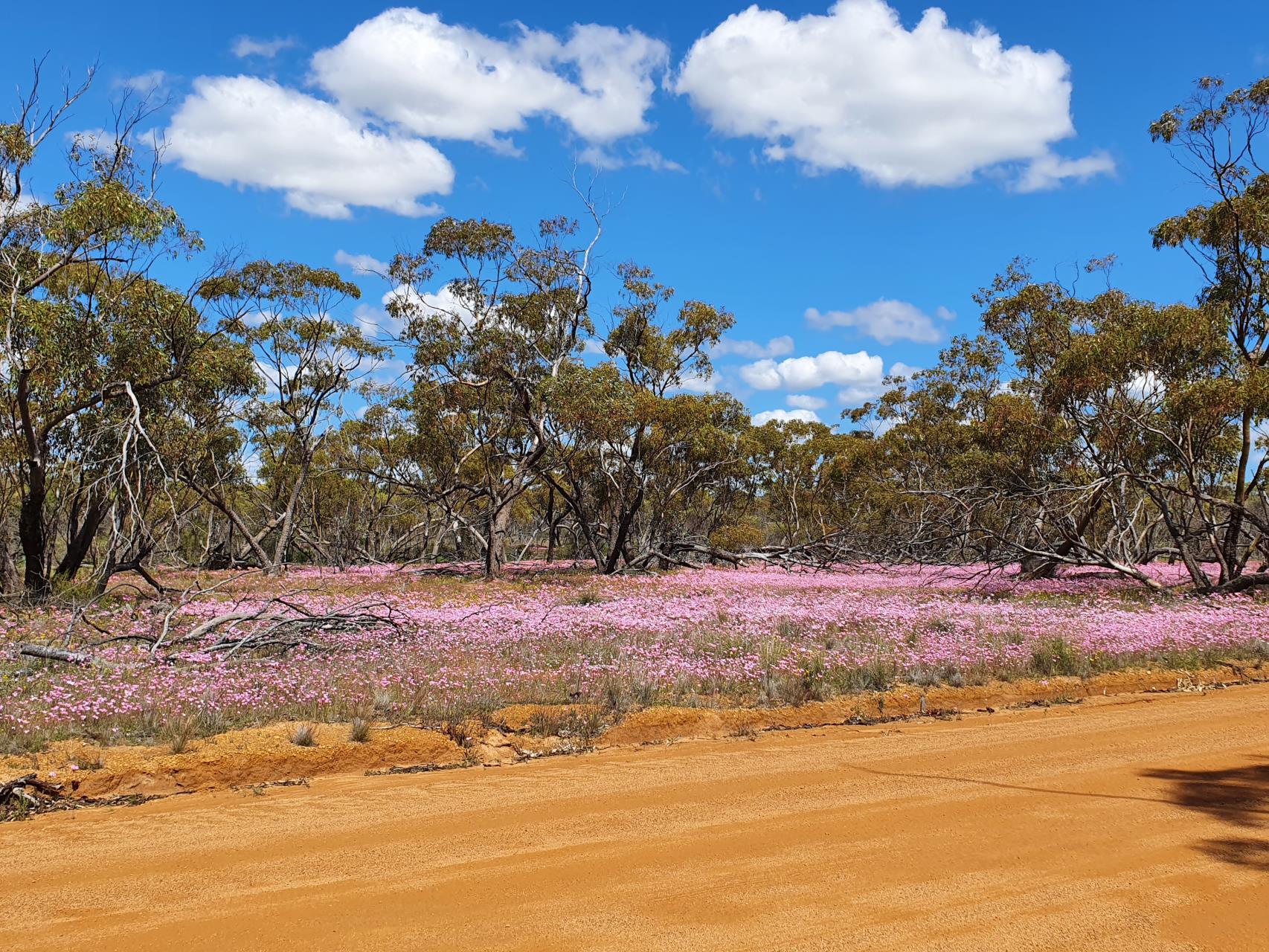 Roadside Native Vegetation Management Field Days | RoadWise